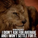 30 Motivational Lion Quotes In Pictures - Courage & Strength